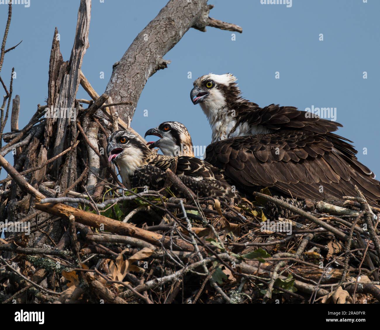 Female osprey chicks hi-res stock photography and images - Alamy