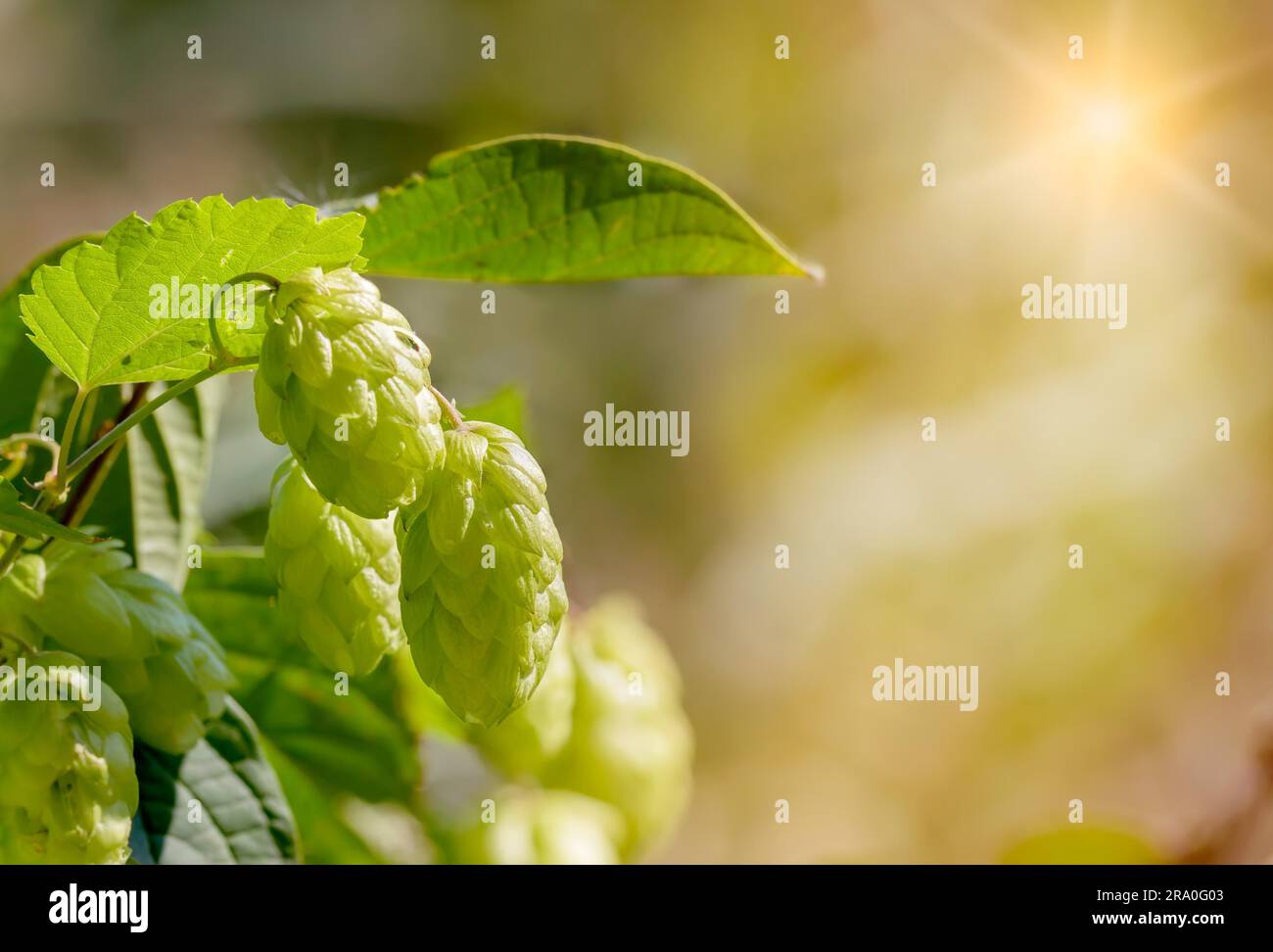 Female flowers of, also called hops (Humulus lupulus), in the forest ...