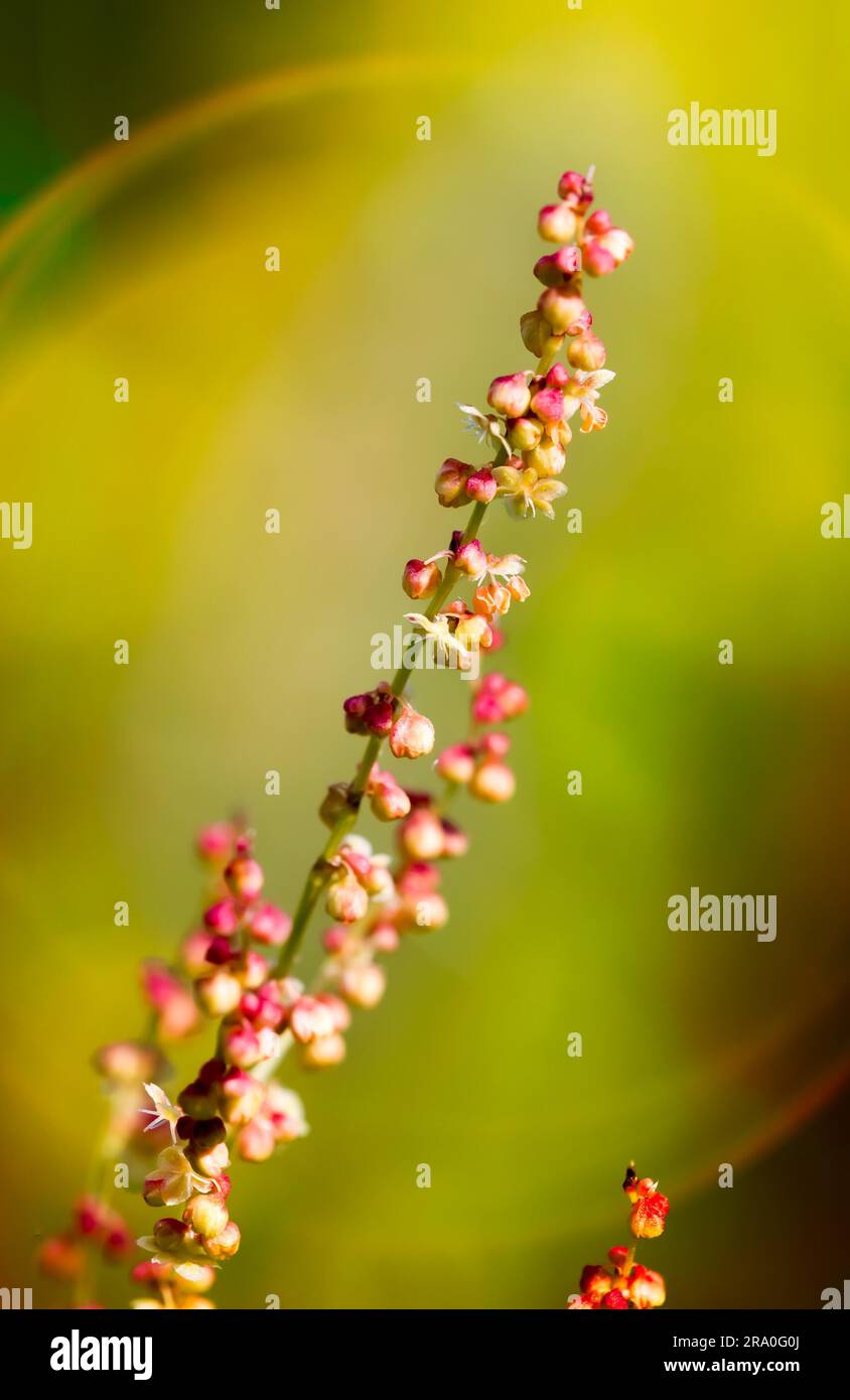 Red rumex hi-res stock photography and images - Alamy