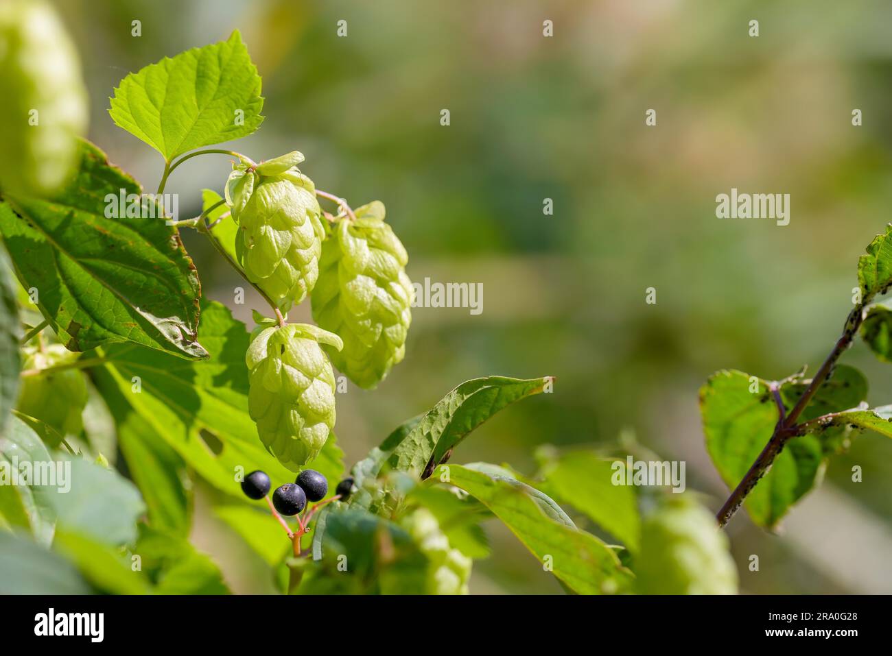 Female flowers of, also called hops (Humulus lupulus), in the forest ...