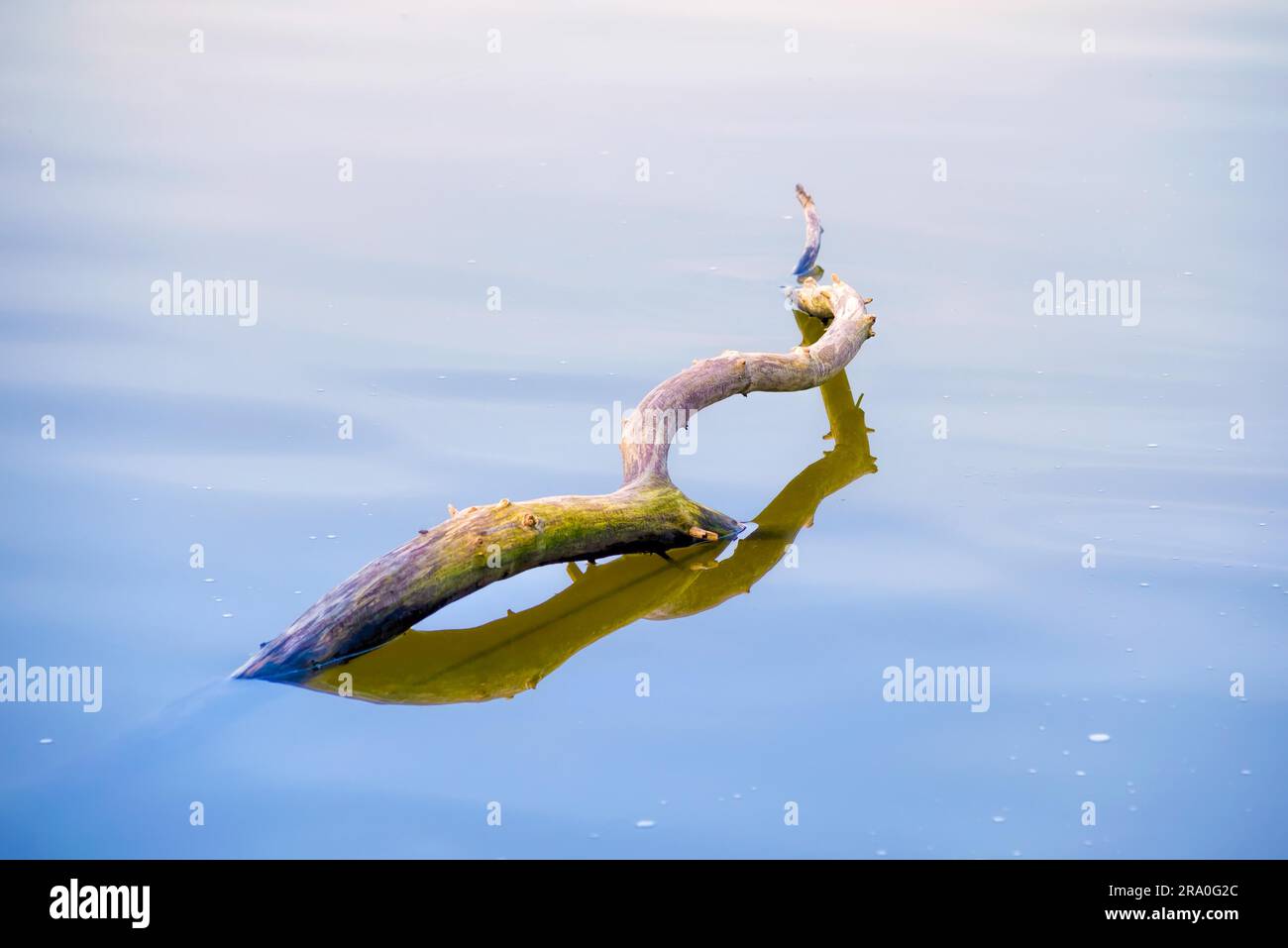 A tree branch covered with green moss is floating in the blue lake's ...