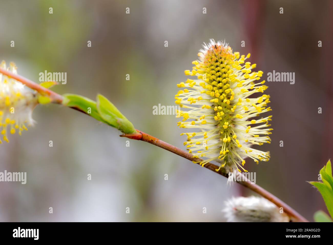 Male willow flower on a tree branch in spring Stock Photo - Alamy