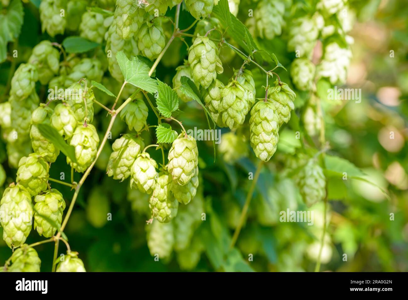 Female flowers of, also called hops (Humulus lupulus), in the forest ...