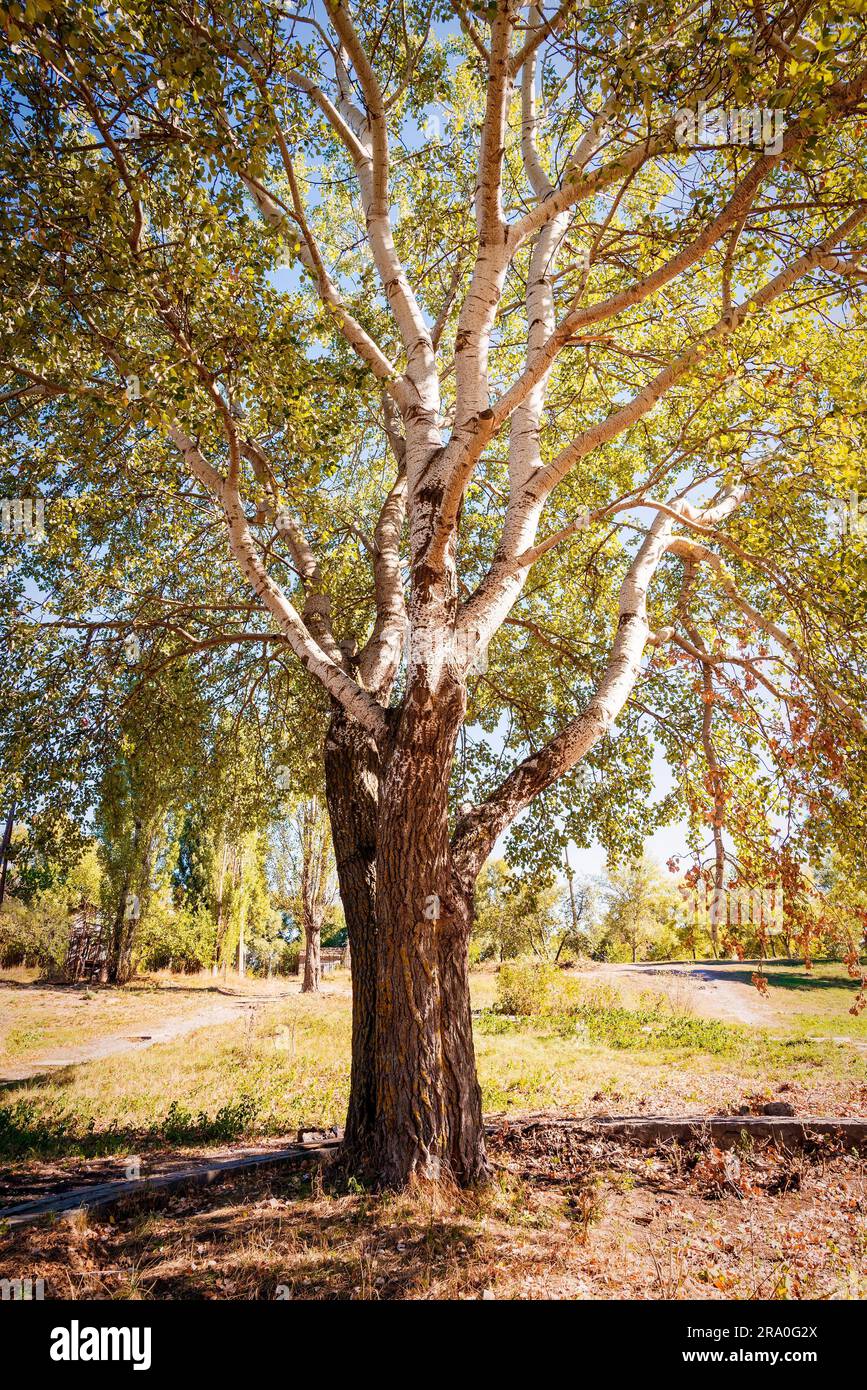 Effect photograph of a White Poplar (Populus Alba), under a pinky ...