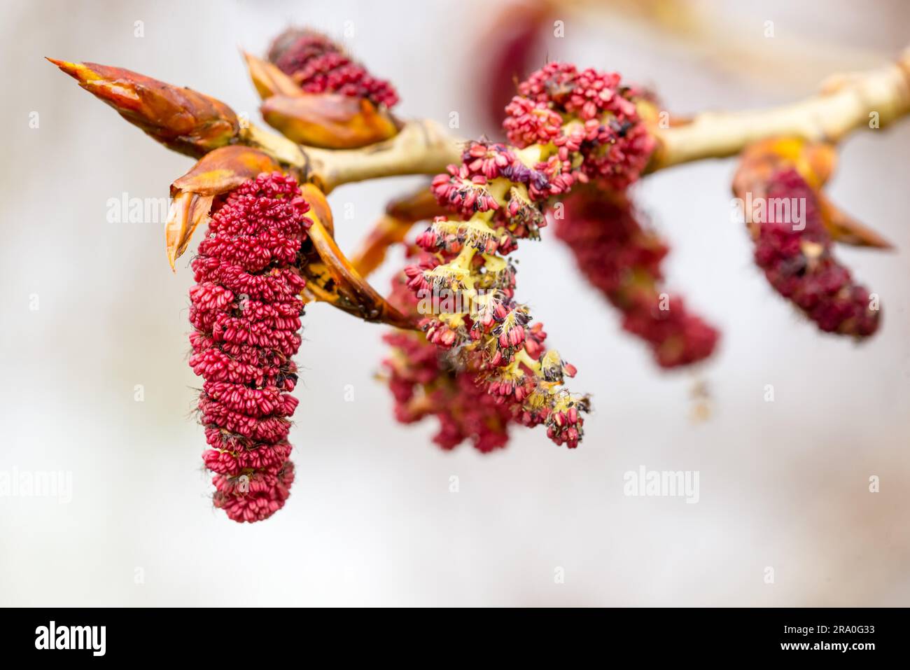 Red Poplar catkins on a tree branch during spring time Stock Photo - Alamy