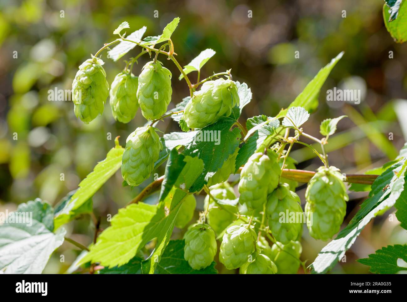 Hops female flower hi-res stock photography and images - Alamy
