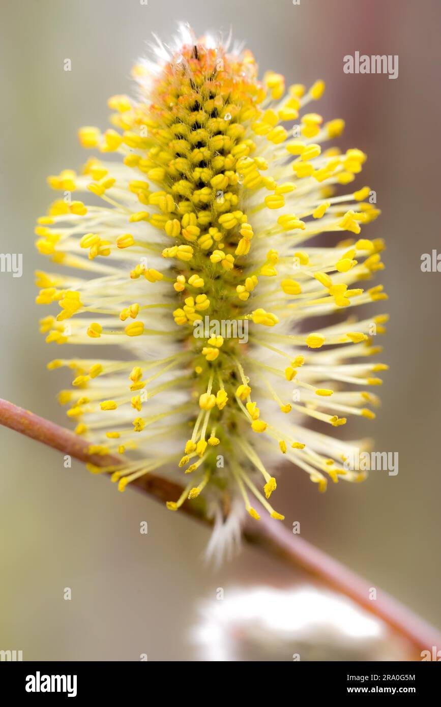 Male willow flower on a tree branch in spring Stock Photo - Alamy