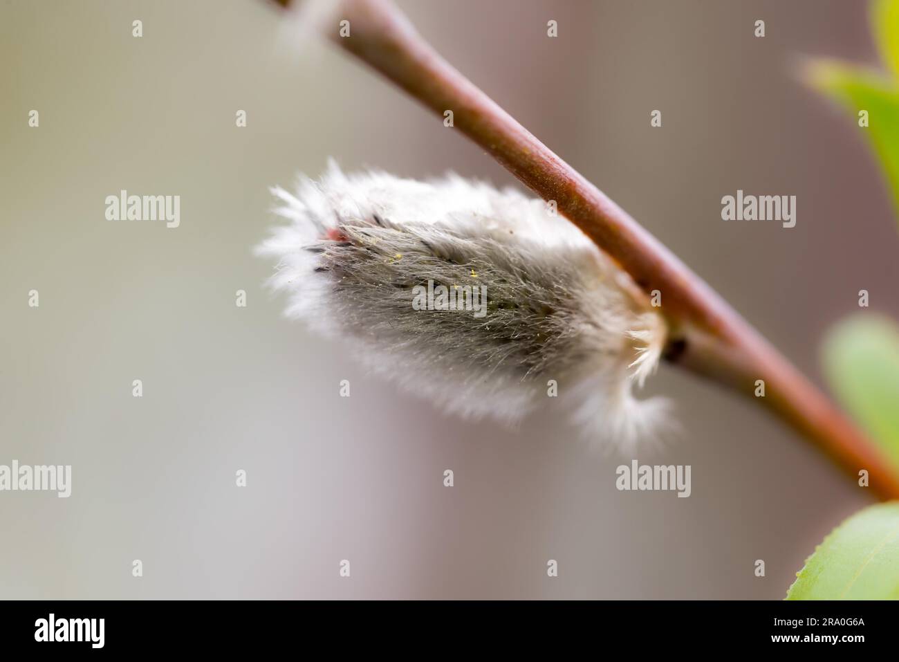 Spring catkin hi-res stock photography and images - Alamy