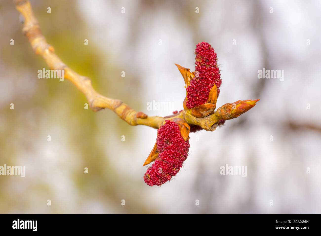 Poplar tree pollen hi-res stock photography and images - Alamy