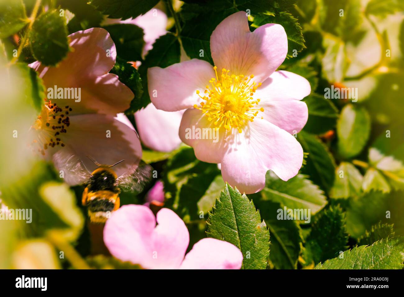 Briar roses hi-res stock photography and images - Alamy