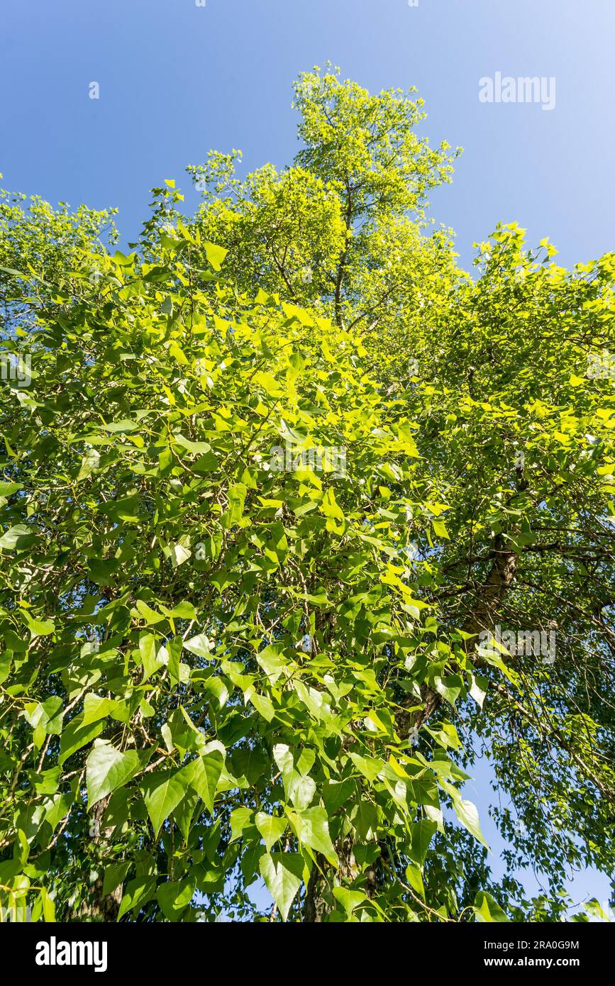 Poplar branch hi-res stock photography and images - Alamy