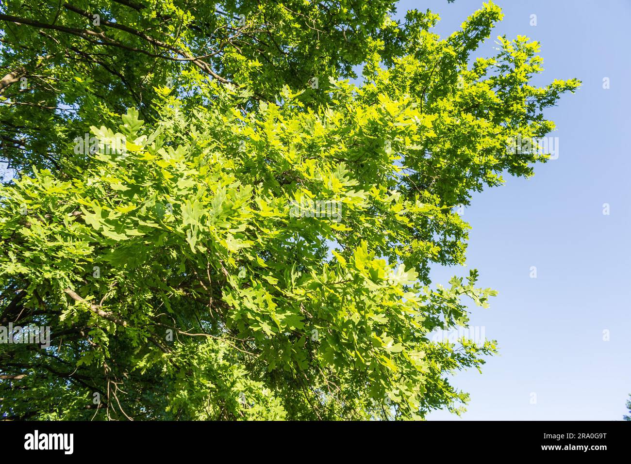 Vision of a tall oak tree, with a sky background, at the begining of ...