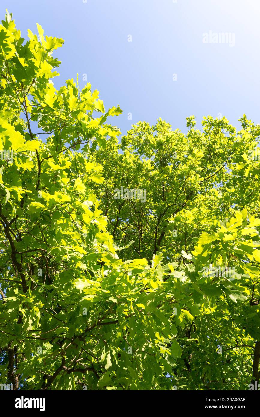 Vision of a tall oak tree, with a sky background, at the begining of ...