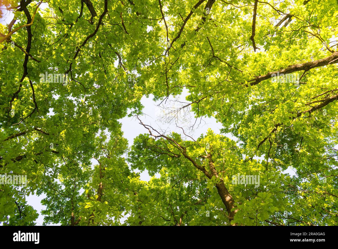 Looking up in a green oak tree forest at evening during spring Stock ...