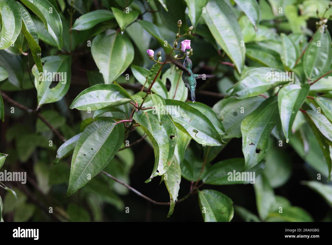 Vervain hummingbird (Mellisuga minima) in Jamaica Stock Photo - Alamy