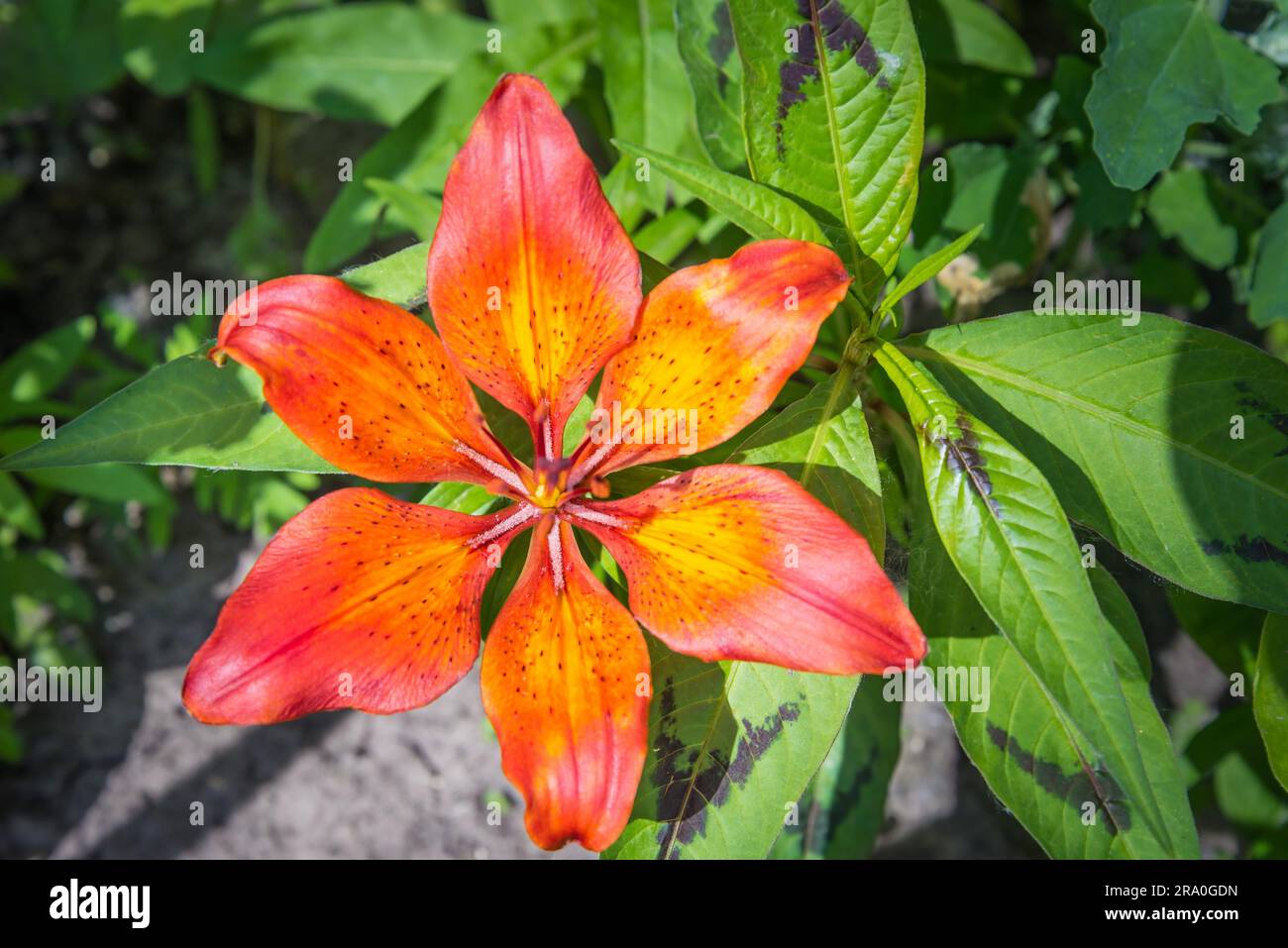 Orange and red Liliums with green ferns under the warm spring sun Stock ...