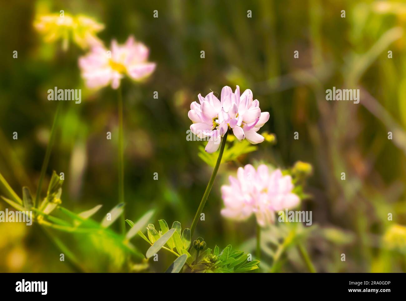 Spring sun hi-res stock photography and images - Alamy