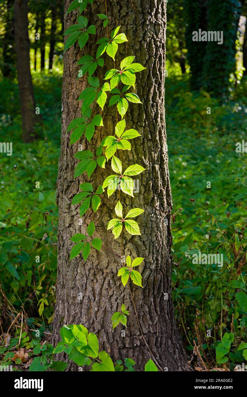 Ivy and autumn leaves at trunk hi-res stock photography and images - Alamy