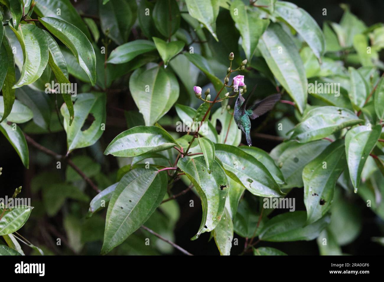 Vervain hummingbird (Mellisuga minima) in Jamaica Stock Photo - Alamy
