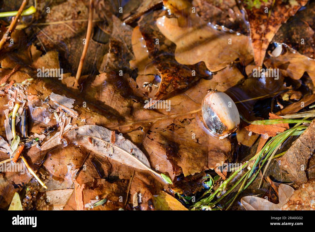Dry acorn and oak tree leaves in a puddle during autumn Stock Photo - Alamy