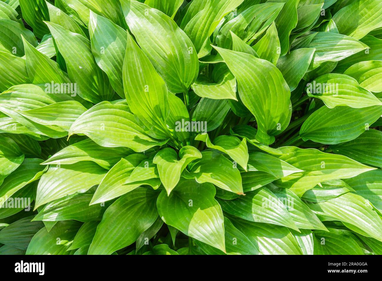 Green hosta plants hi-res stock photography and images - Alamy