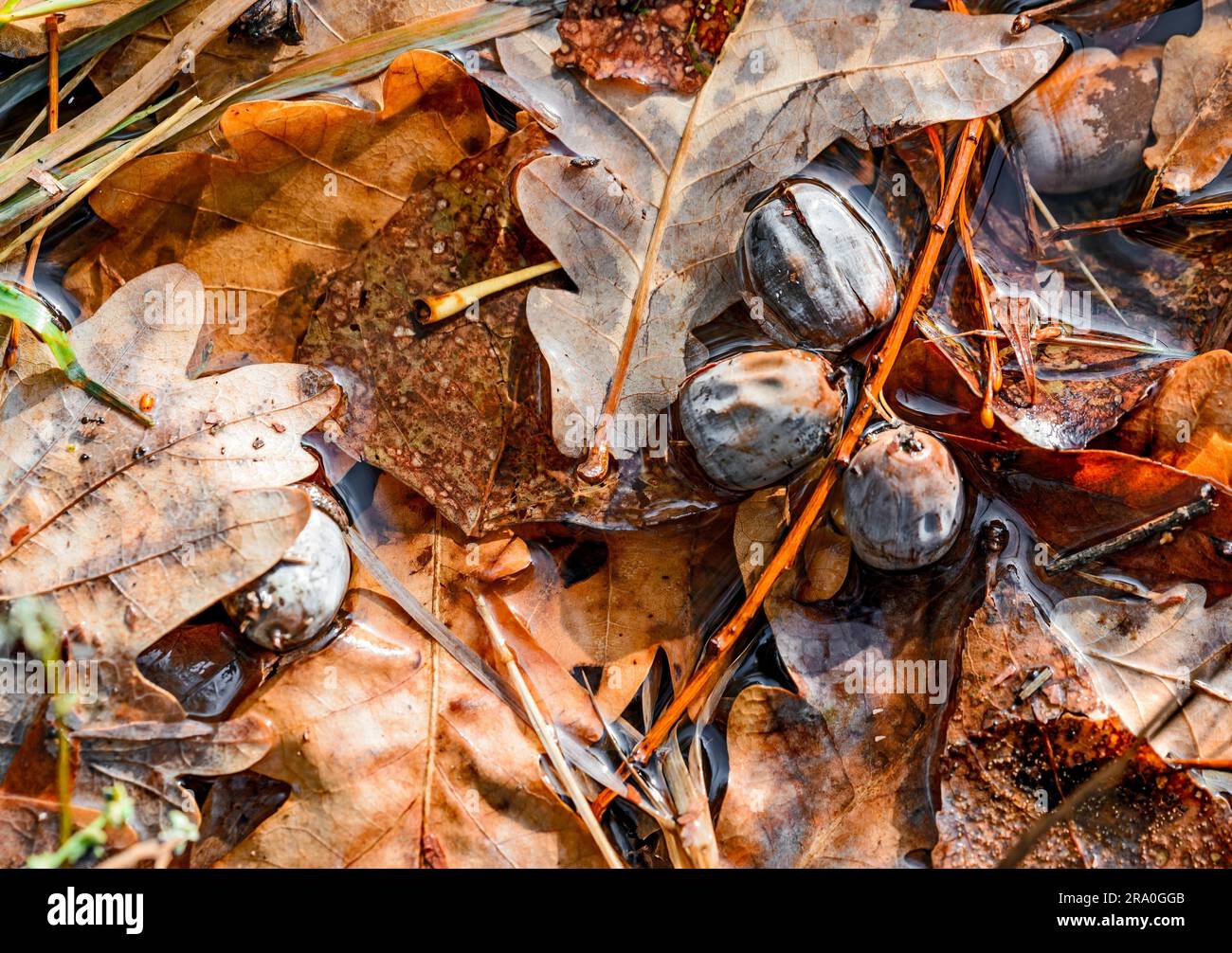 Dry acorn and oak tree leaves in a puddle during autumn Stock Photo - Alamy