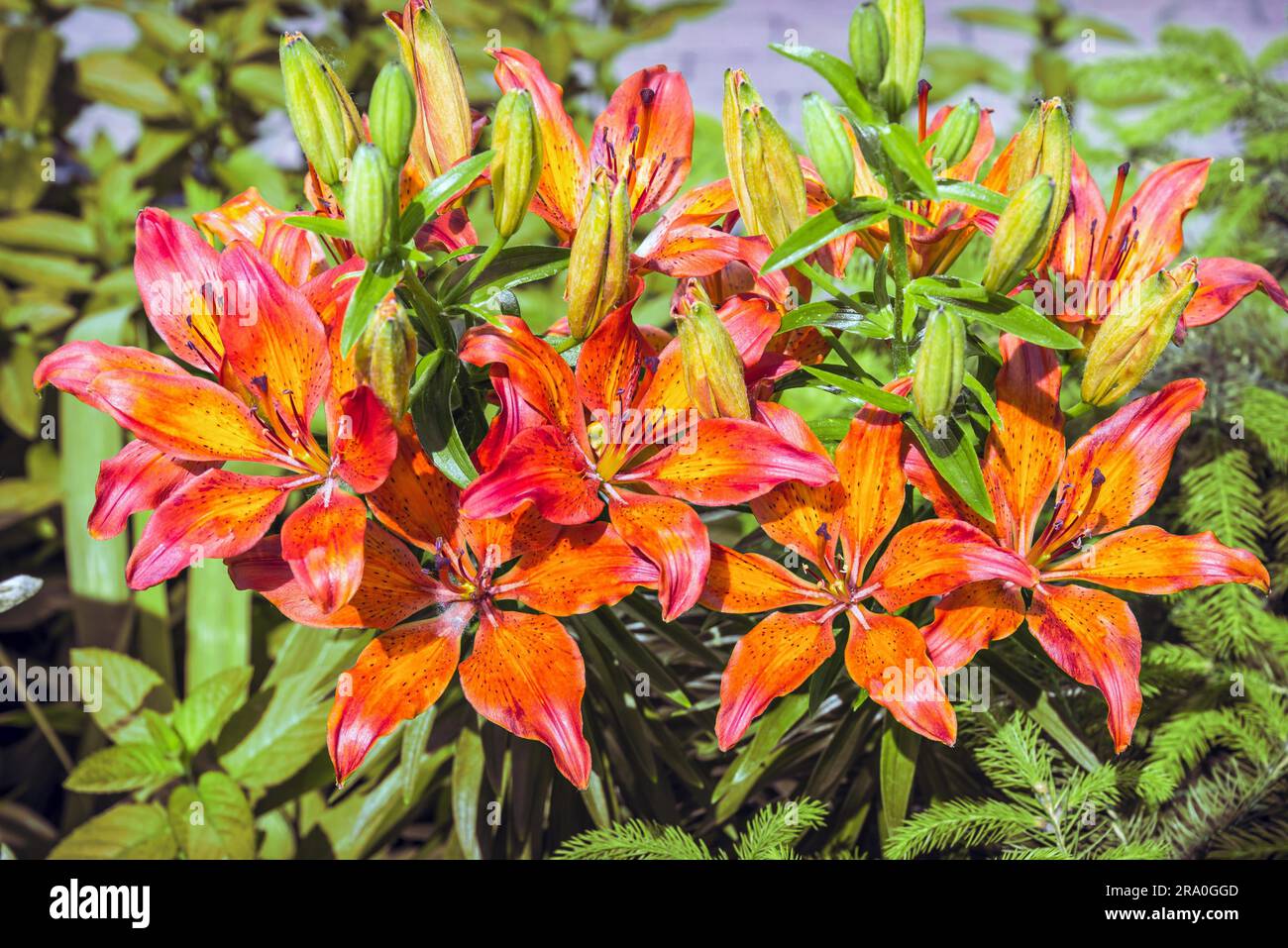 Orange and red Liliums with green ferns under the warm spring sun Stock ...