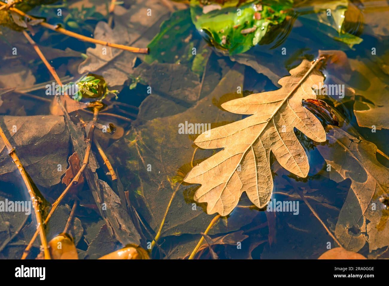 Dry oak tree leaves in a puddle during autumn Stock Photo - Alamy