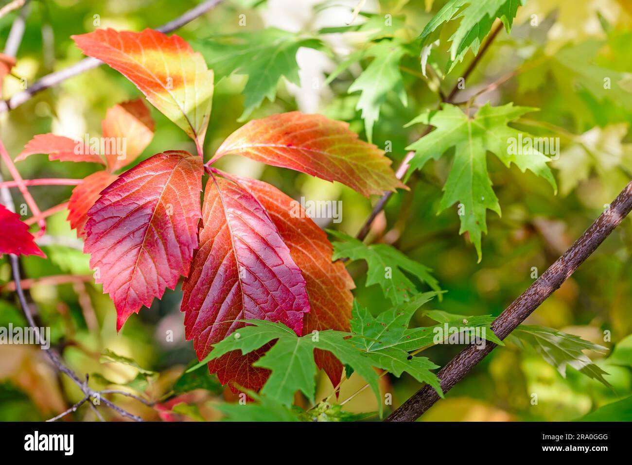Red Virginia Creeper leaves and green Maple leaves under the tepid ...