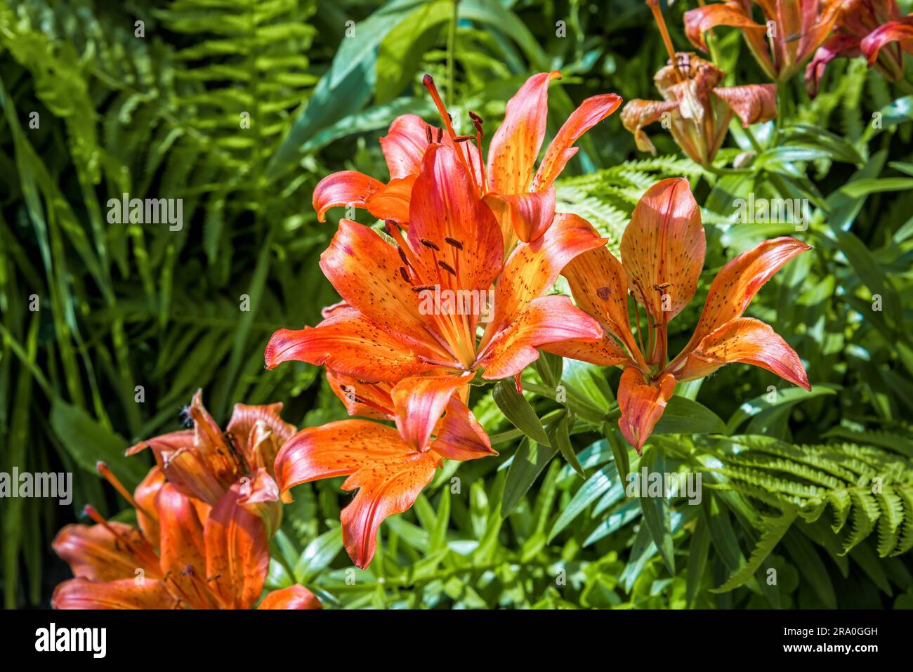 Orange and red Liliums with green ferns under the warm spring sun Stock ...