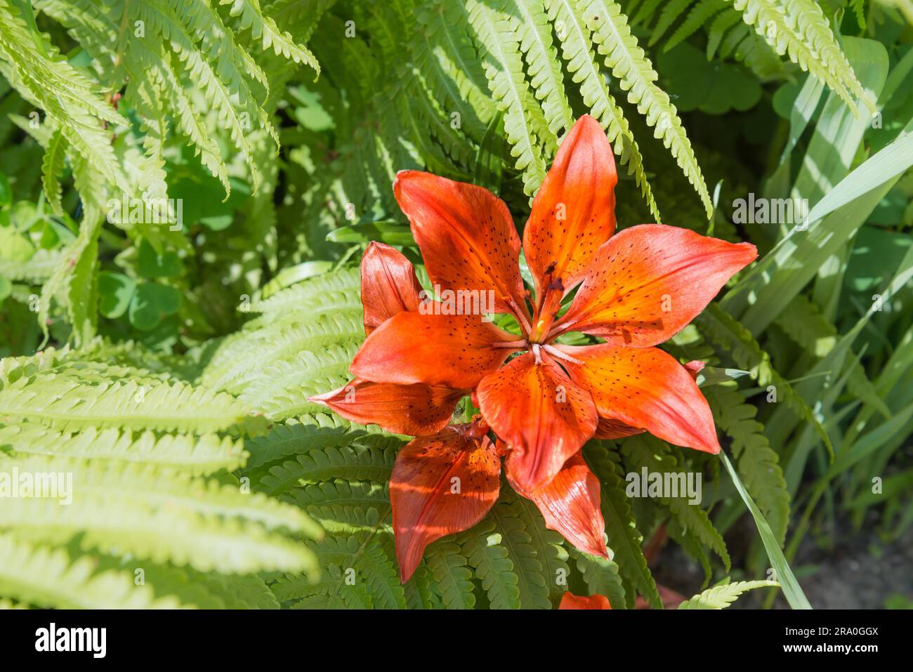 Orange and red Liliums with green ferns under the warm spring sun Stock ...