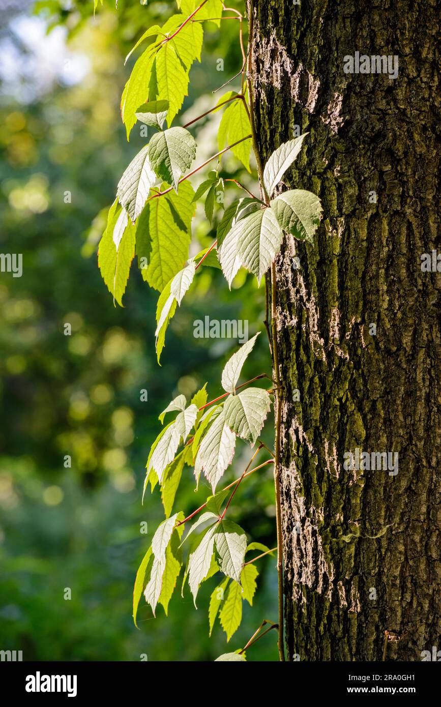 Creeper leaves on a tree trunk under a strong sun ray at the beginning ...