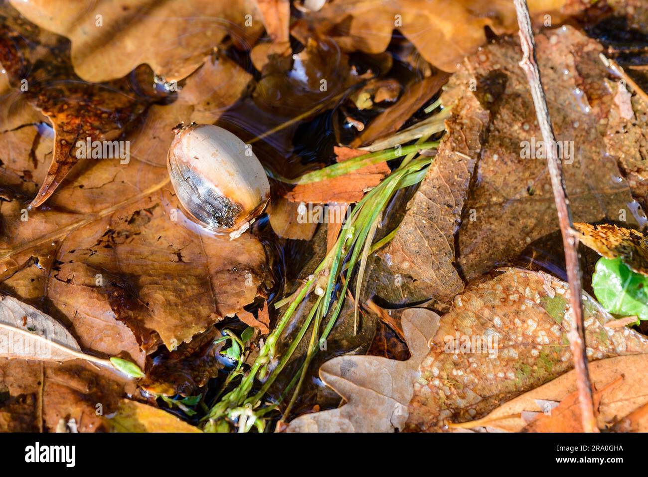 Dry acorn and oak tree leaves in a puddle during autumn Stock Photo - Alamy