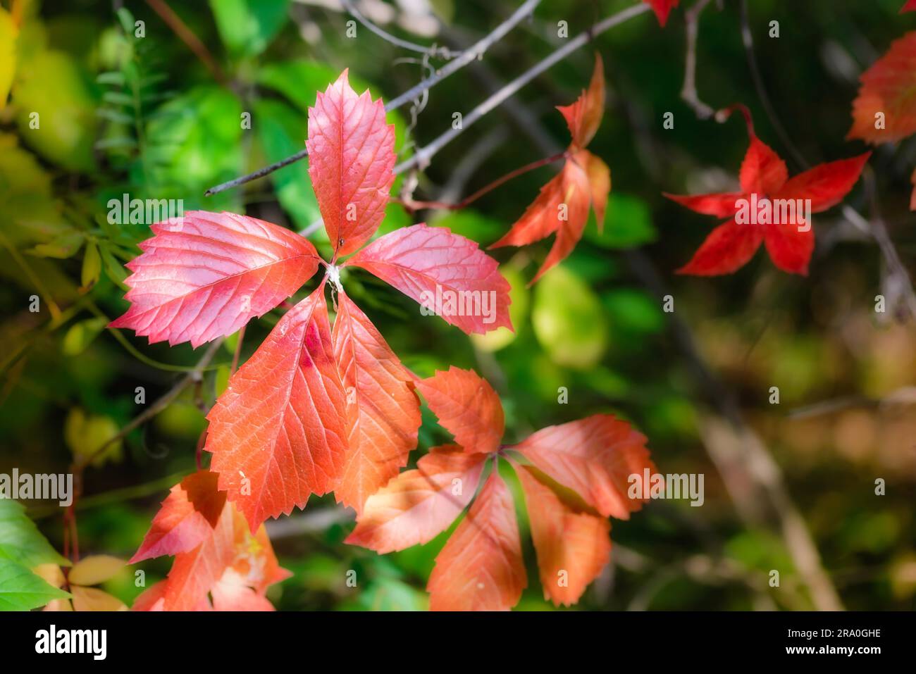 Red Virginia Creeper leaves and green Maple leaves under the tepid ...