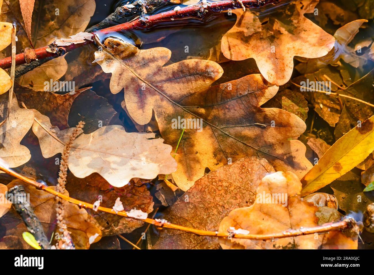 Dry oak tree leaves in a puddle during autumn Stock Photo - Alamy