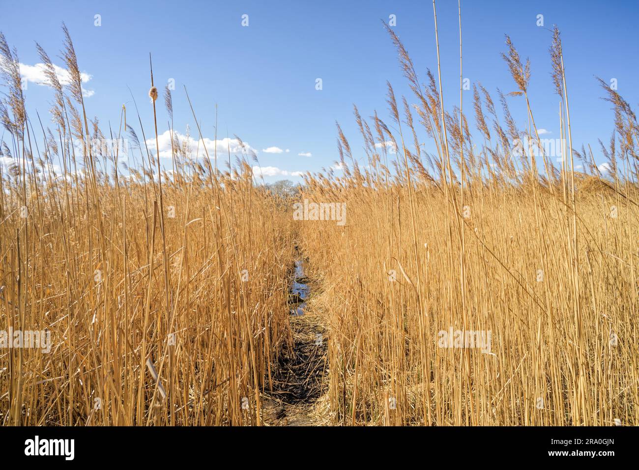 A little path through the high yellow reeds leads to the bank of the ...
