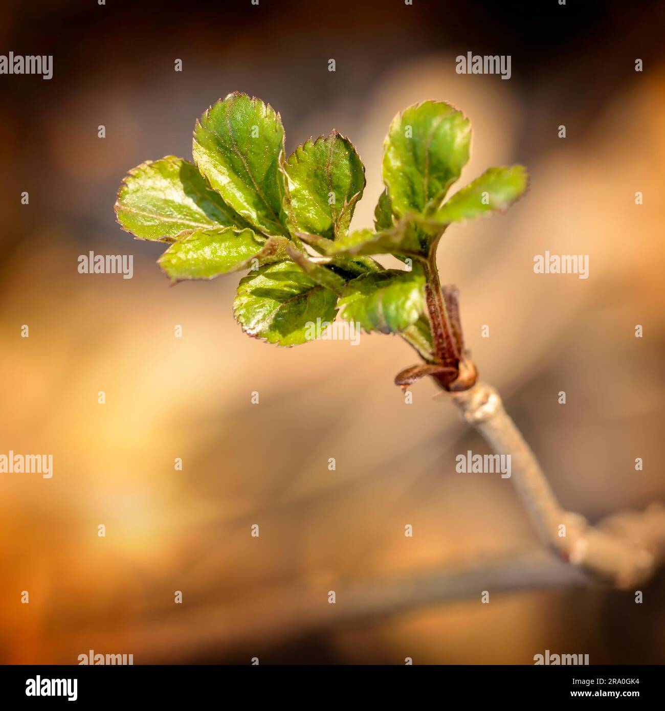 Little fish under leaf hi-res stock photography and images - Alamy
