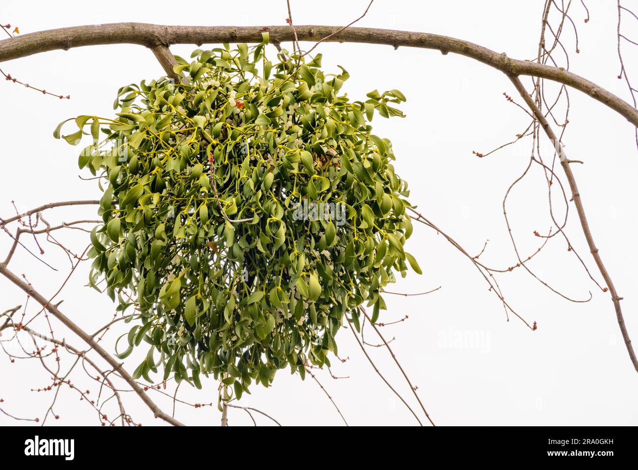 or mistletoe is a hemiparasite (Viscum album) on several species of ...