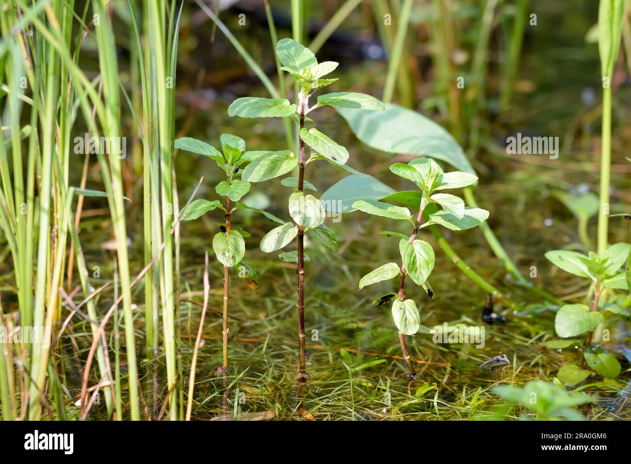 Frog stands in tree hi-res stock photography and images - Alamy
