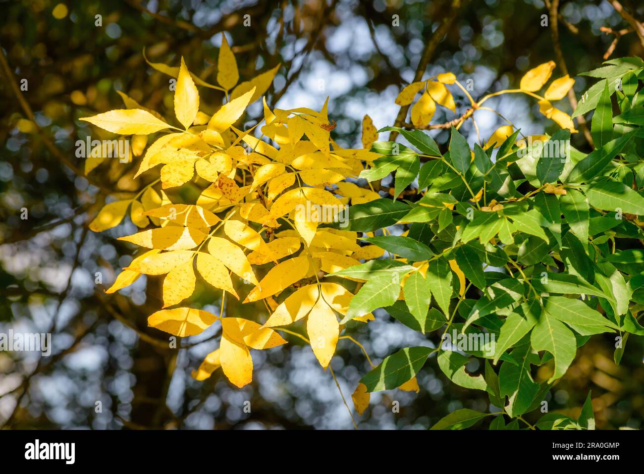 Yellow and green Ash tree leaves under a strong sun ray at the ...