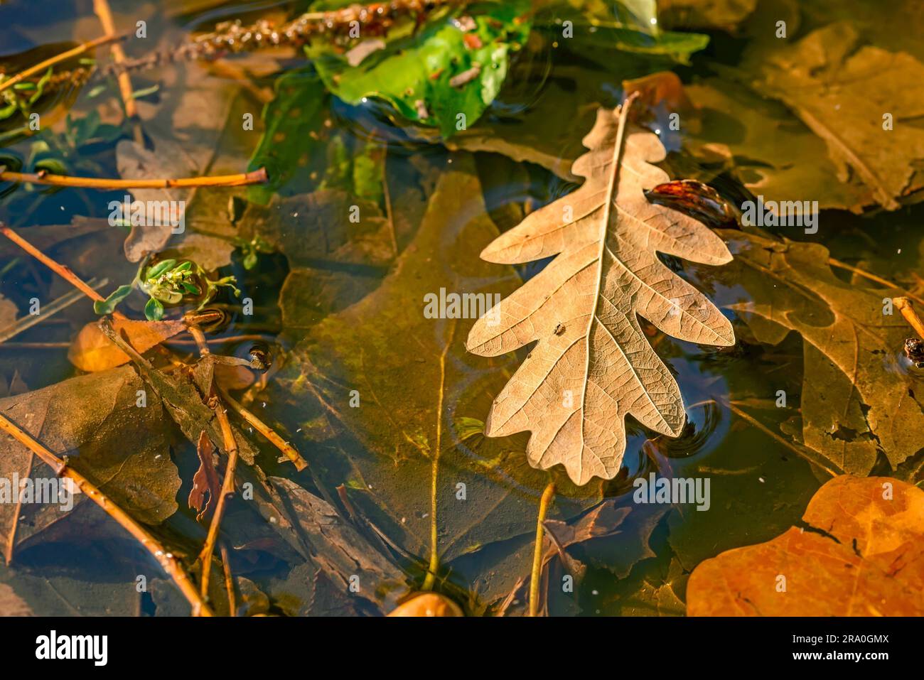 Dry oak tree leaves in a puddle during autumn Stock Photo - Alamy