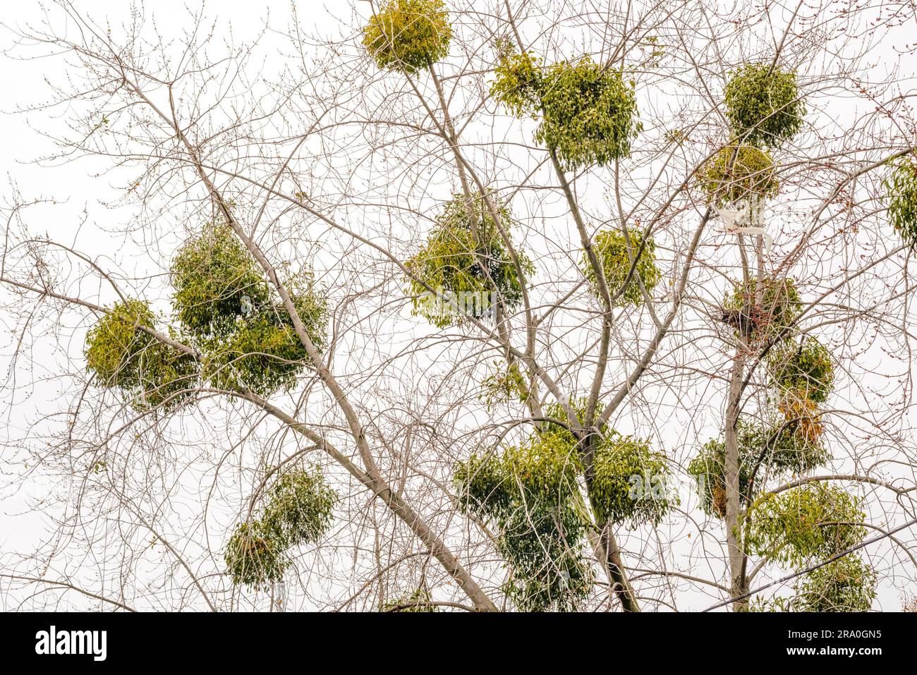 or mistletoe is a hemiparasite (Viscum album) on several species of ...