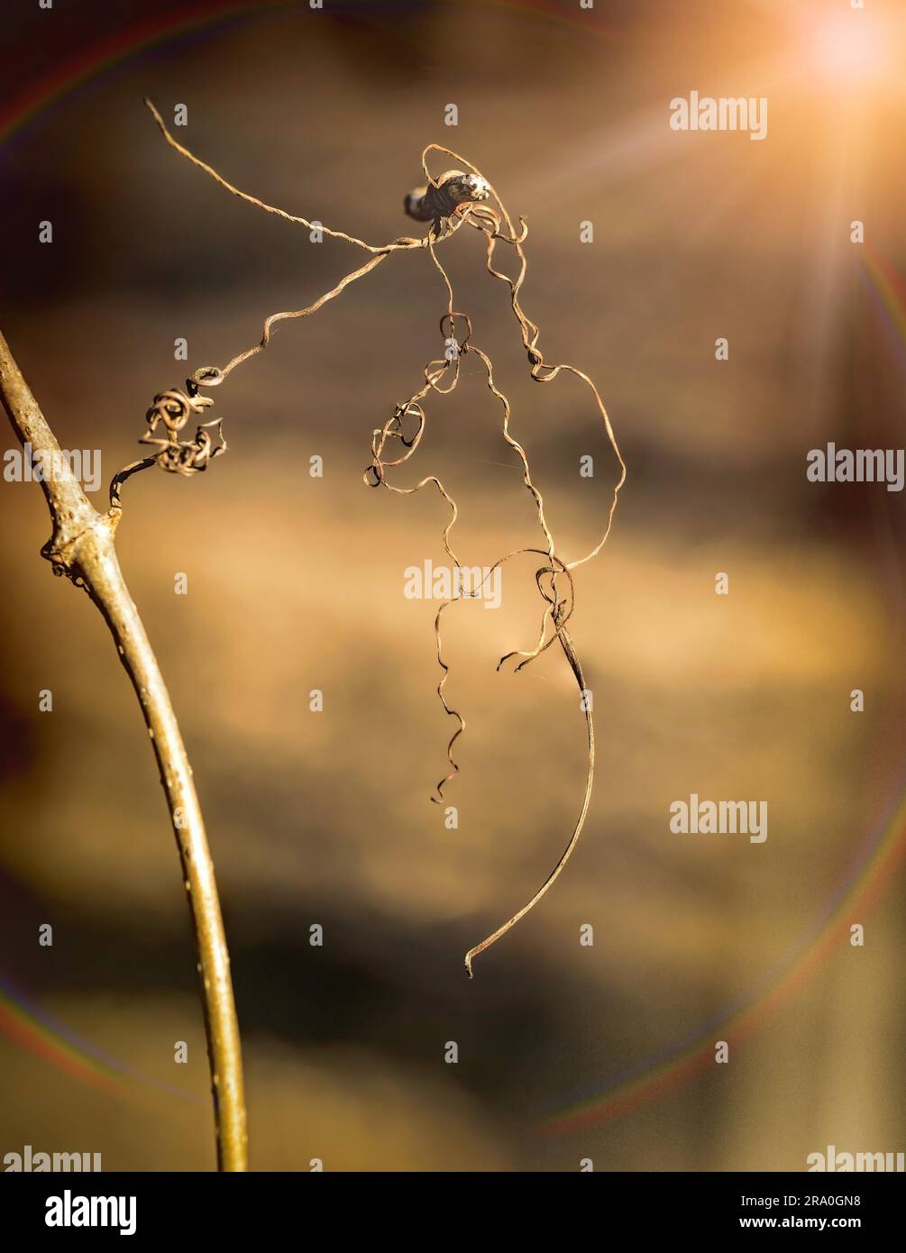 Illumination of the sun hi-res stock photography and images - Alamy