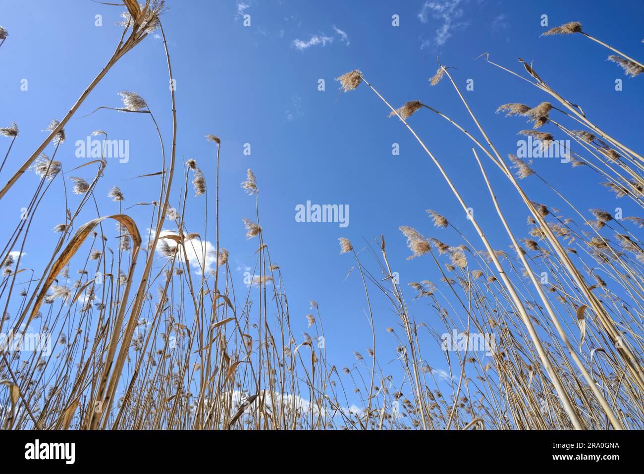 Tule reeds hi-res stock photography and images - Alamy
