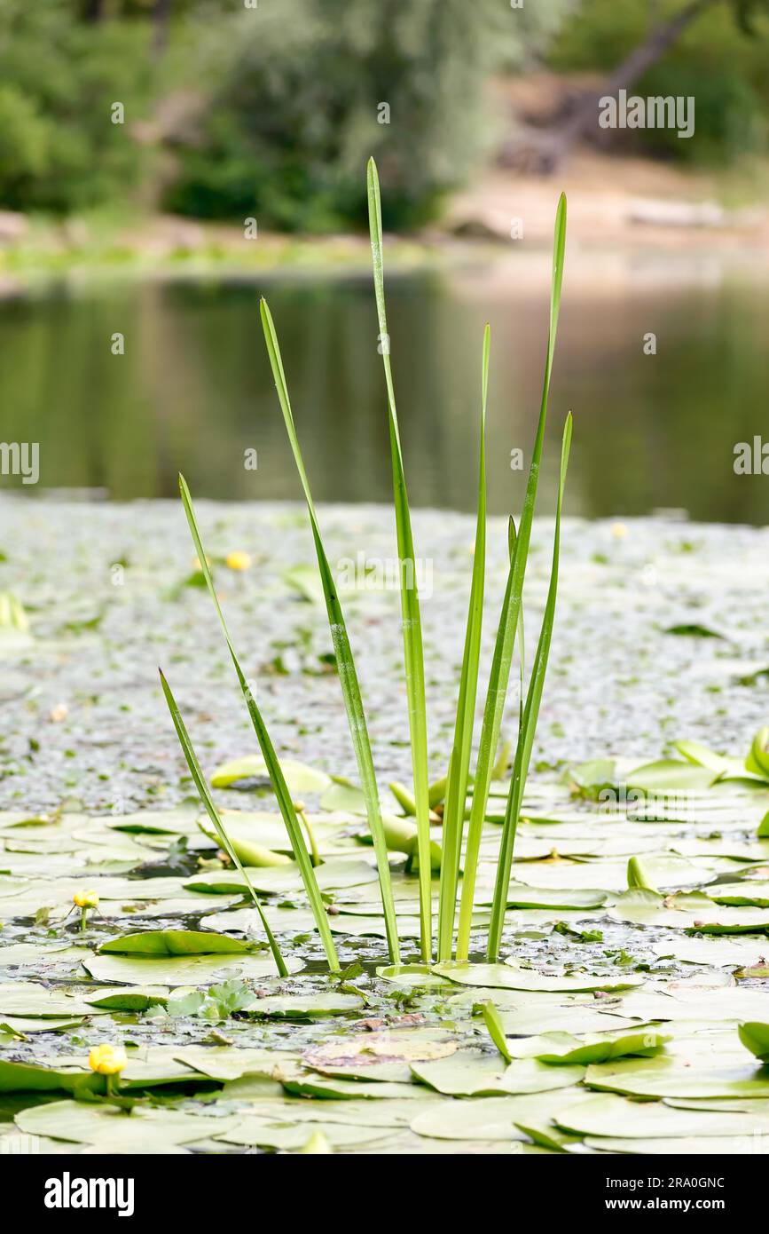 (Typha Latifolia) growing in middle of Nuphar Lutea in the lake under ...