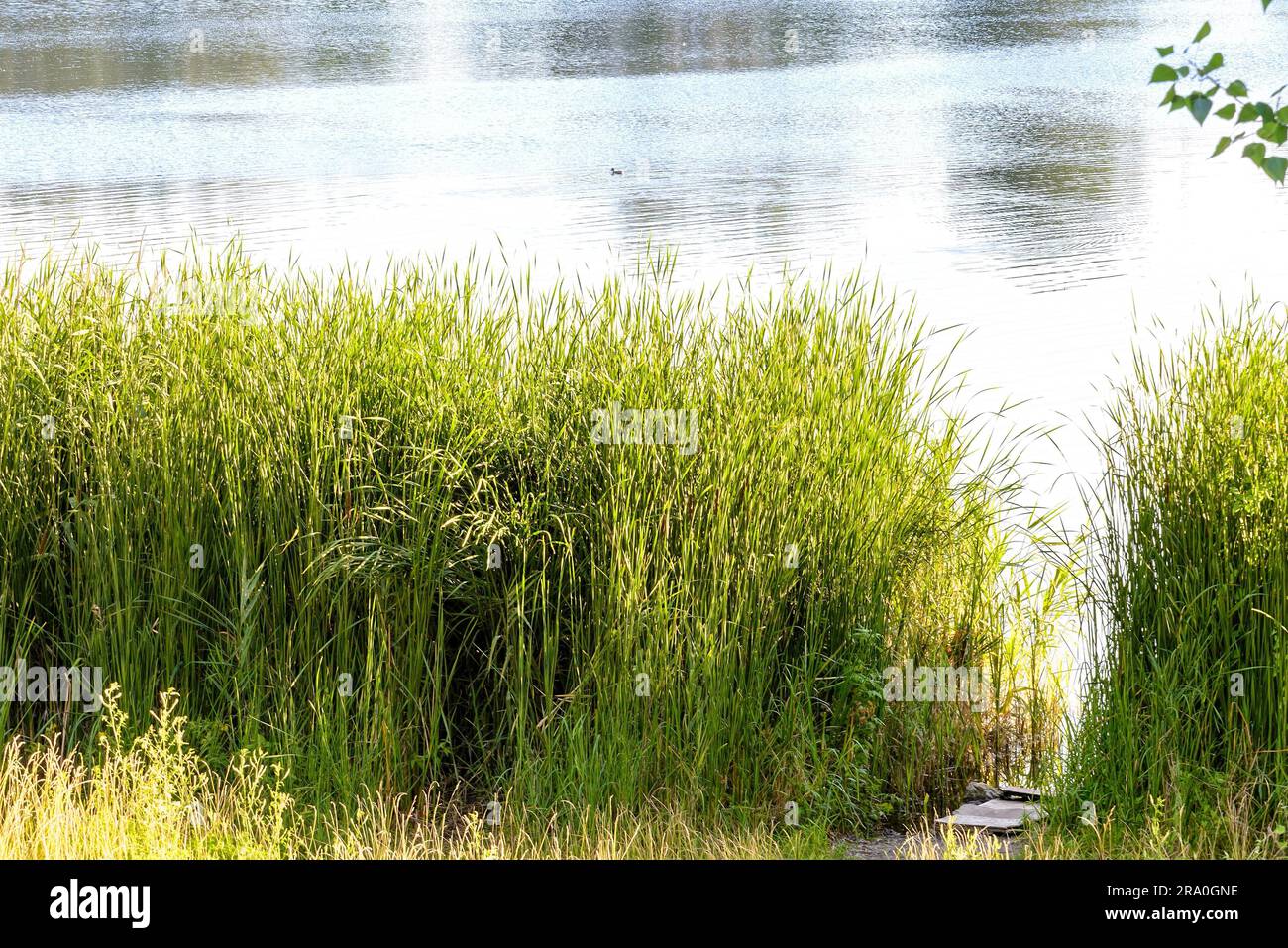 Green reeds are growing close to the lake in summer. The evening light ...
