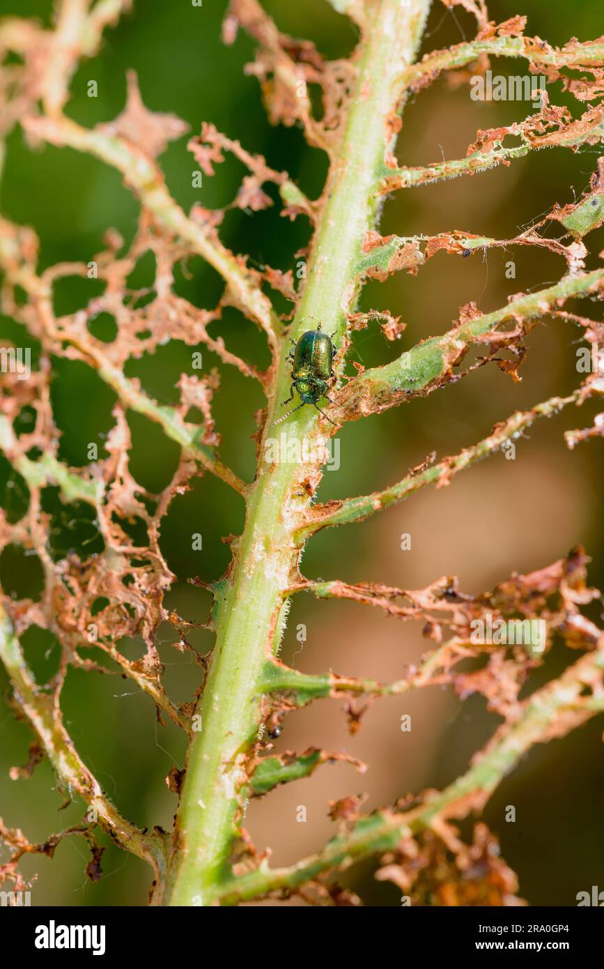 A leaf is eaten by some insects letting visible only the vein structure ...