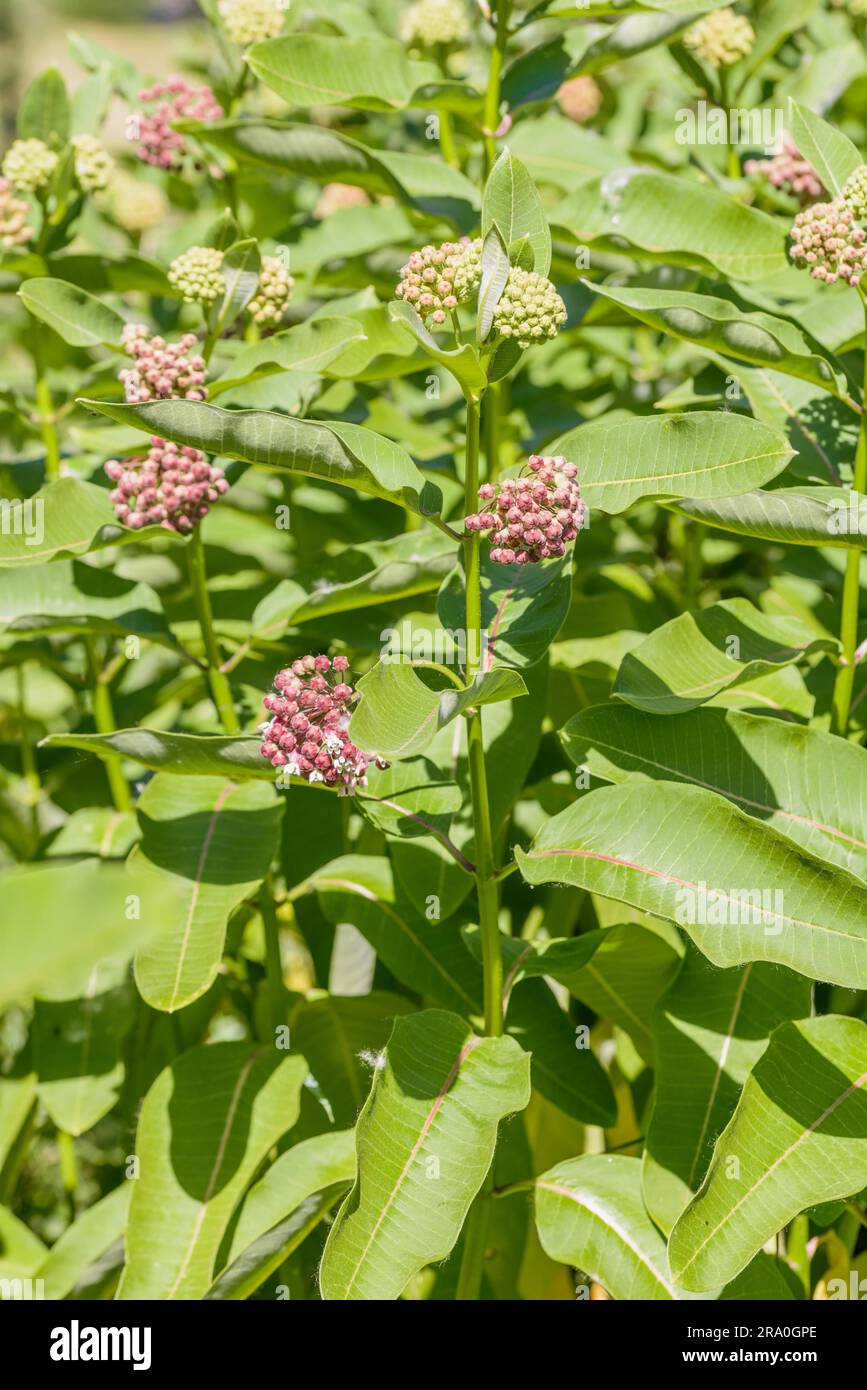 Milkweed buds in the meadow under the warm spring sun Stock Photo - Alamy