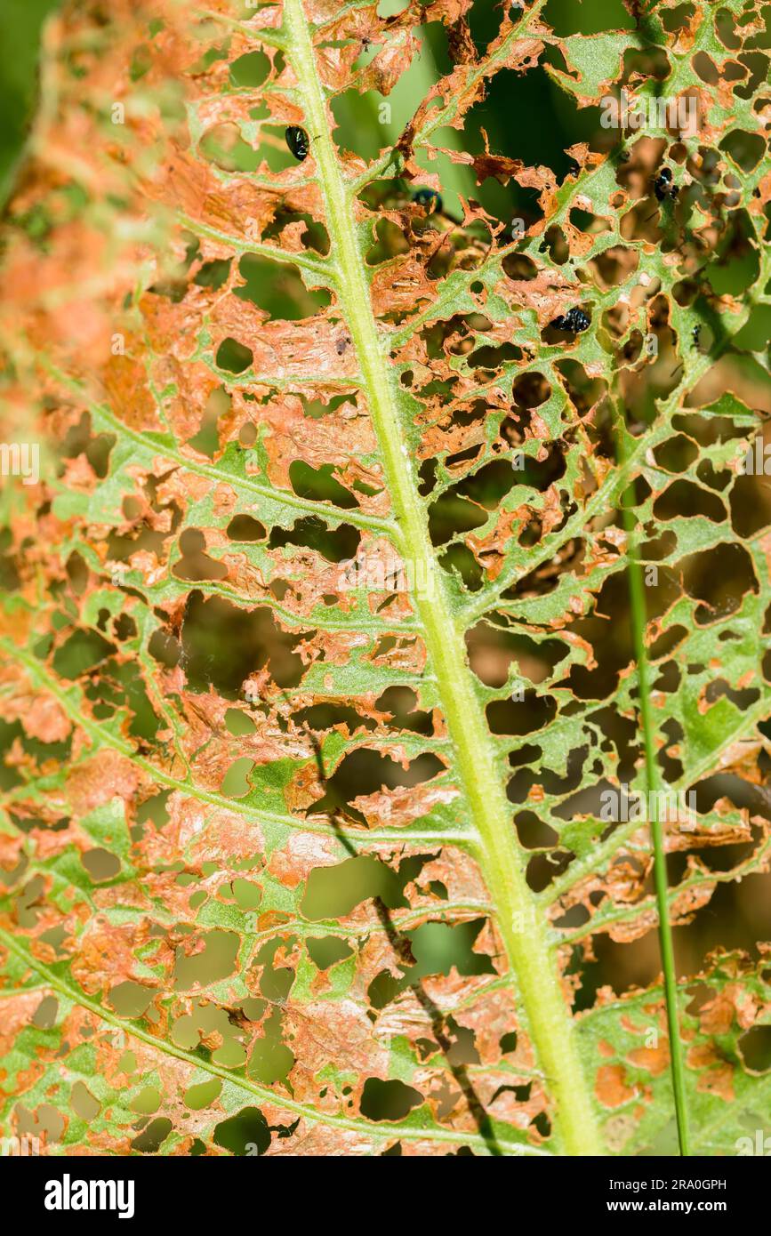 A leaf is eaten by some insects letting visible only the vein structure ...