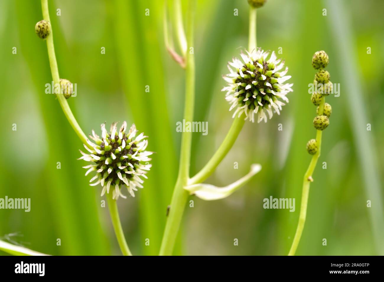 Detail of a (Sparganium erectum) growing in the middle of Typha ...